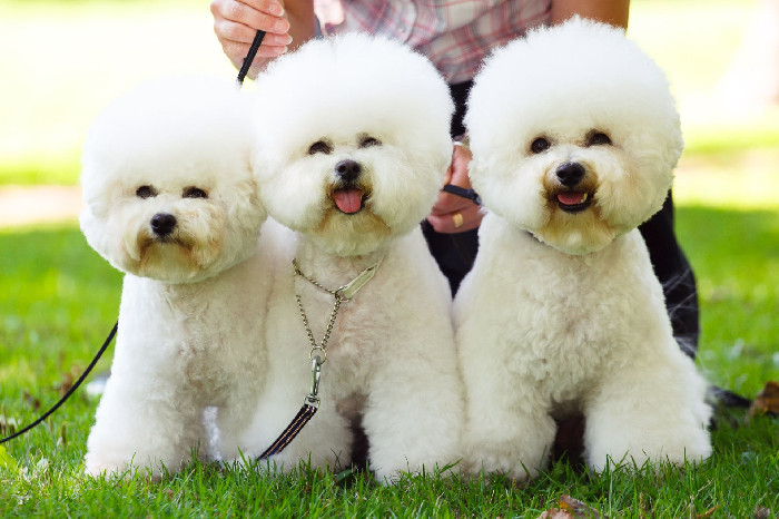 Om Bichon :: norskbfk